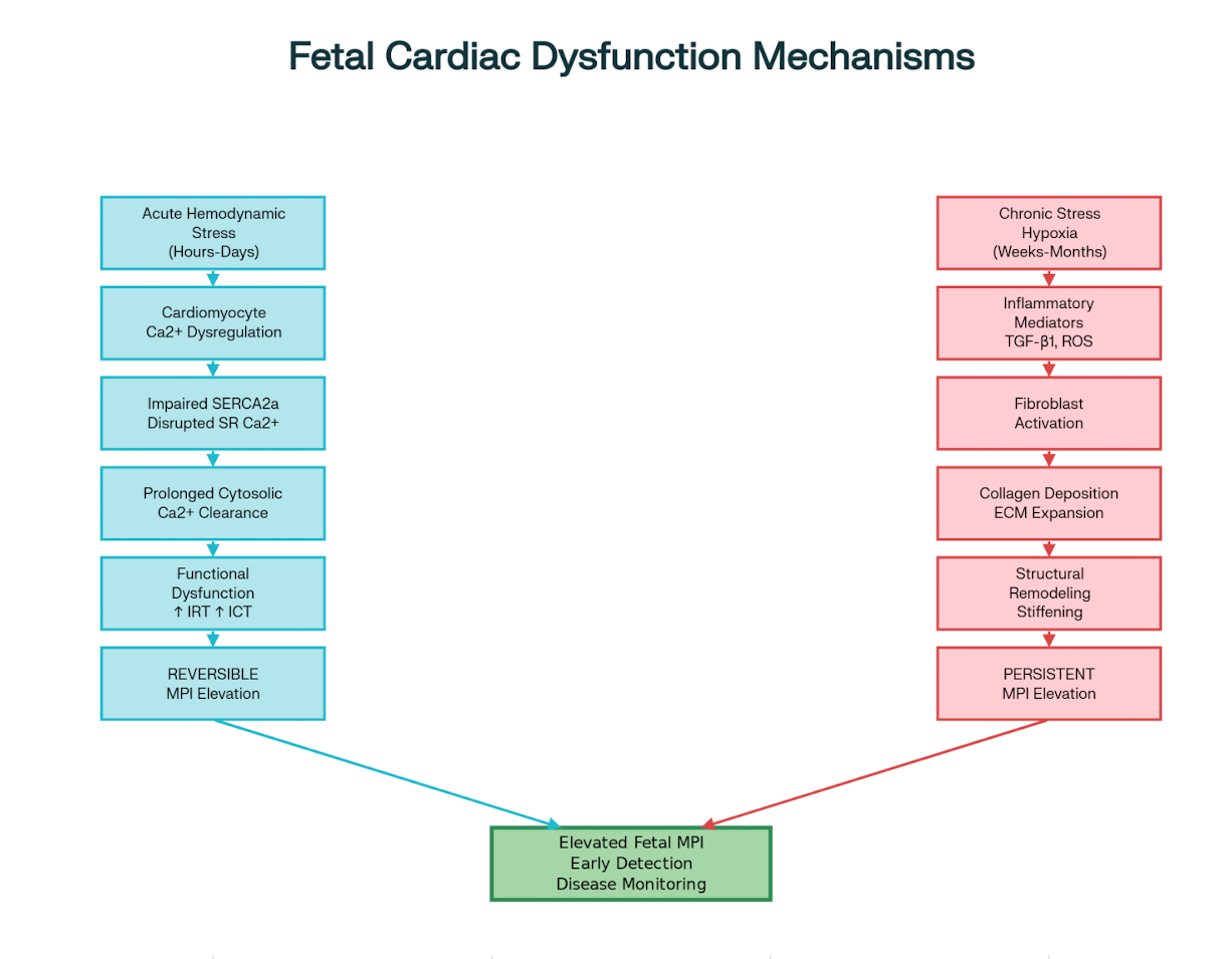 MPI in Fetal Echocardiography: From Numbers to Clinical Insight – Fetal ...